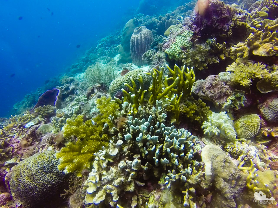 Dakit-dakit: Another Fascinating Underwater Kingdom in Mactan ...